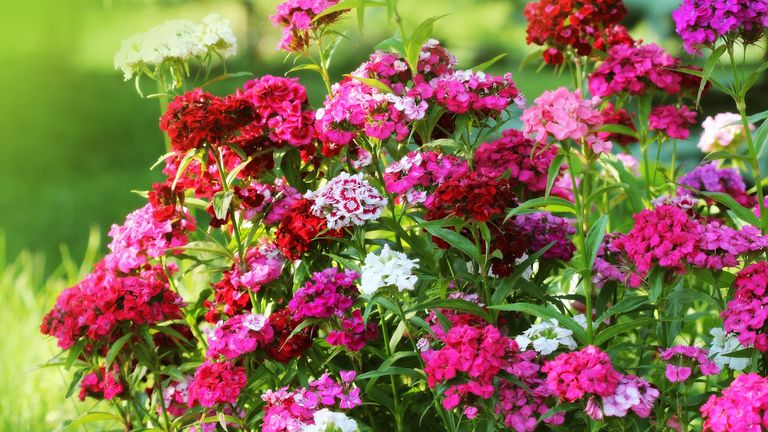How to deadhead verbena – for relentless flowering all summer long ...