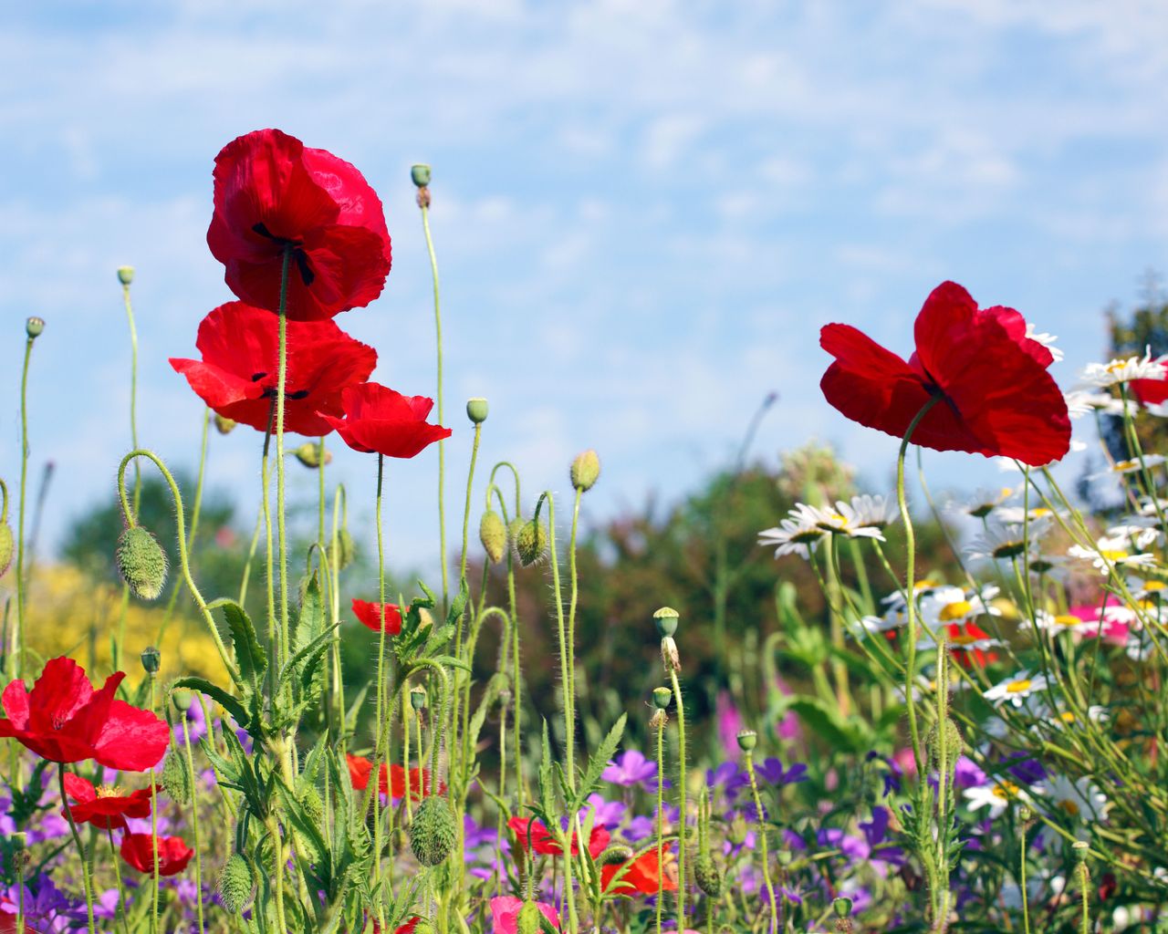 How to grow poppies | Homes and Gardens