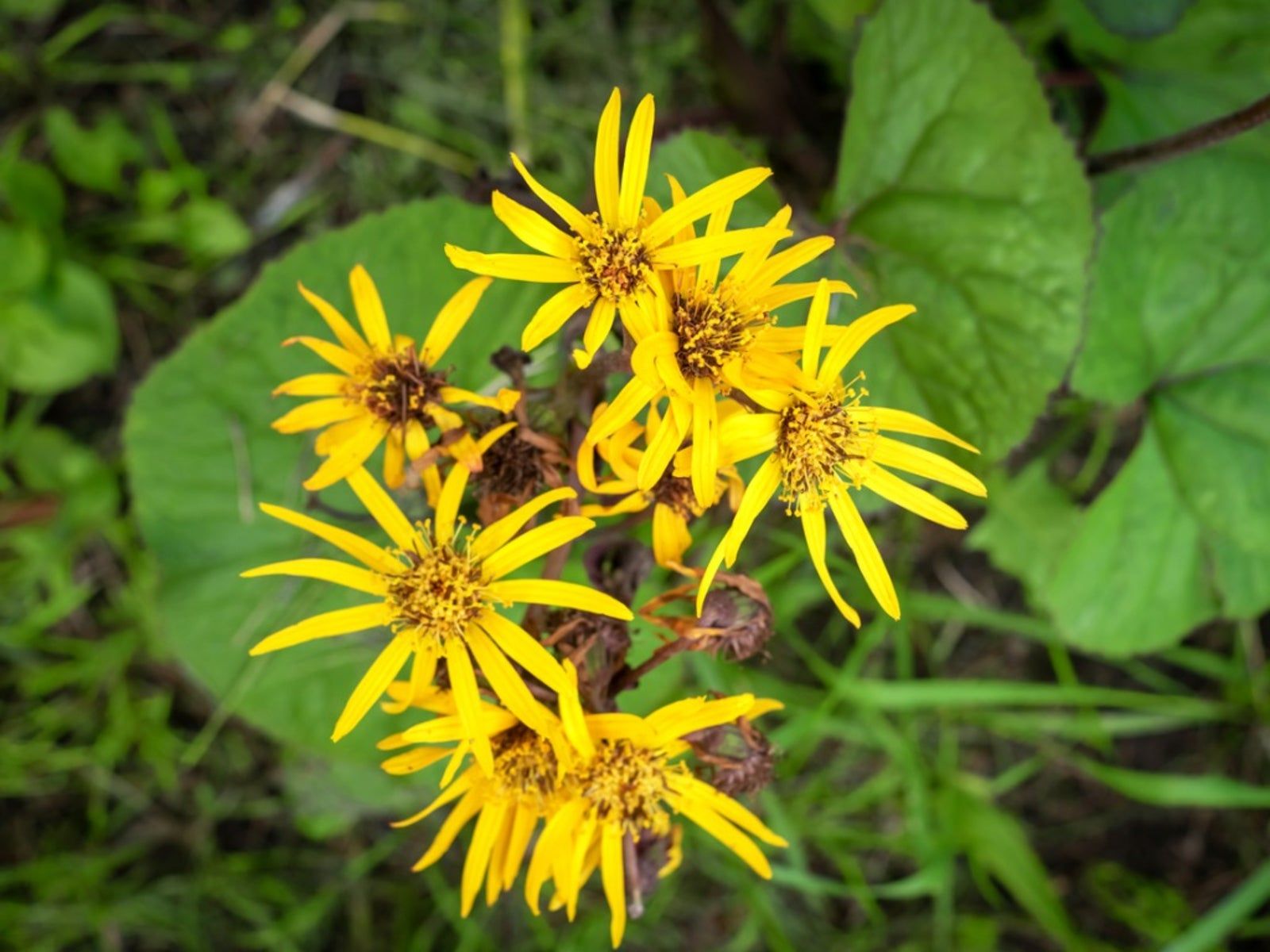 What is Ligularia - How To Grow Ragwort Plants | Gardening Know How