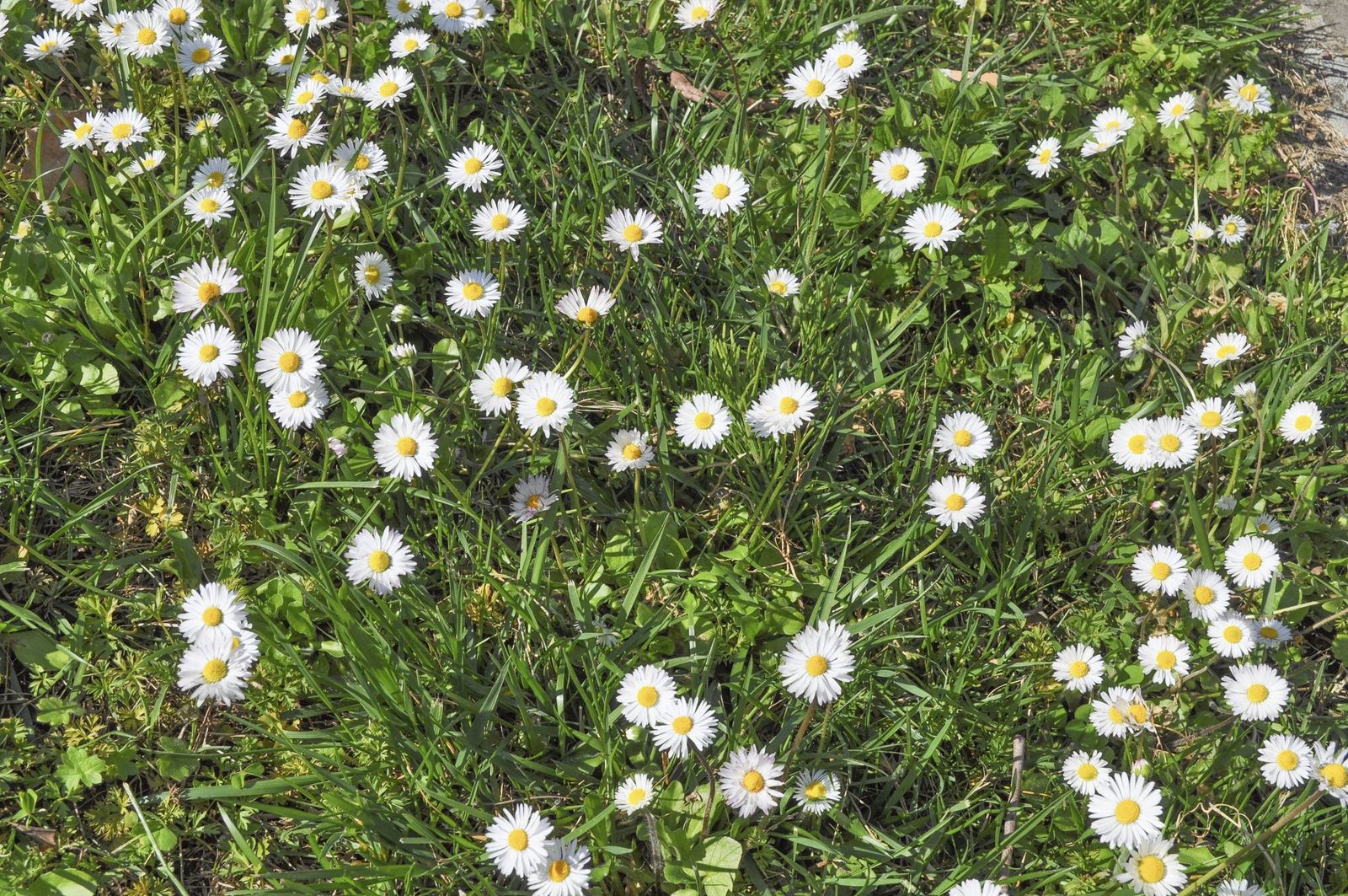 Pretty Weeds For The Lawn - Information On Growing A Lawn Of Flowers ...