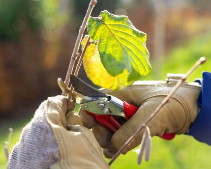 Hazelnut care and growing guide: top tips | Gardeningetc