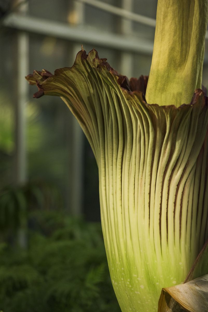 Photos: Stinky 'Corpse Flower' Blooms | Live Science
