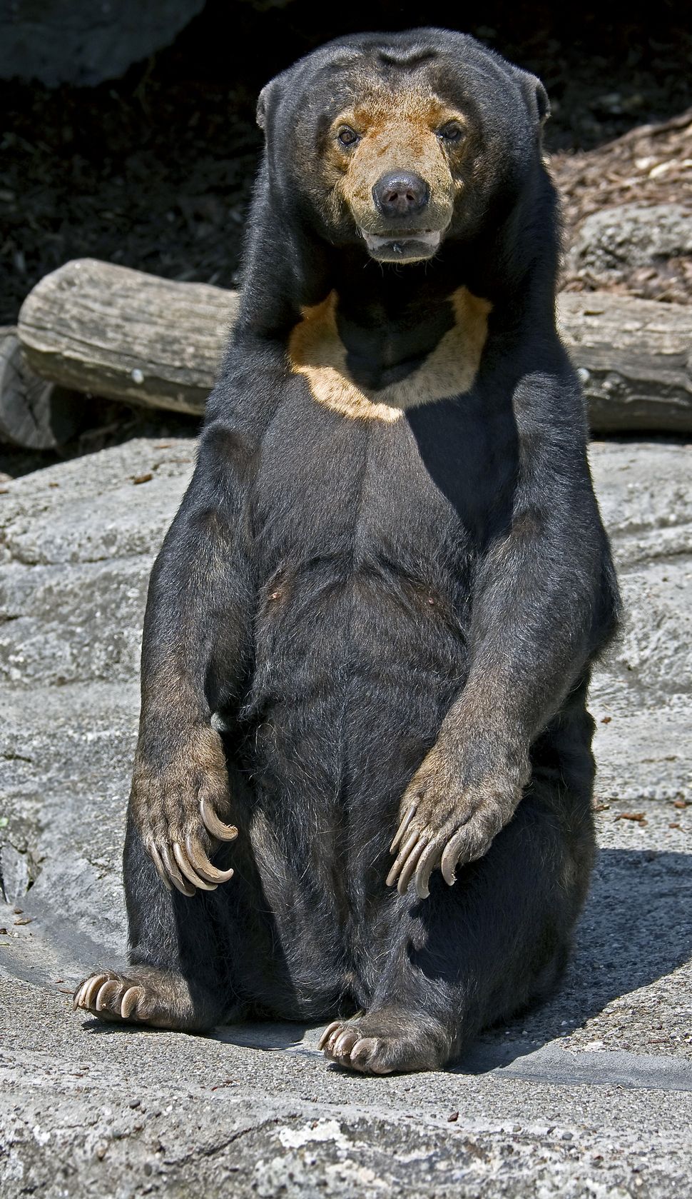 Image Gallery: Beastly Bears | Photos of Bears | Live Science