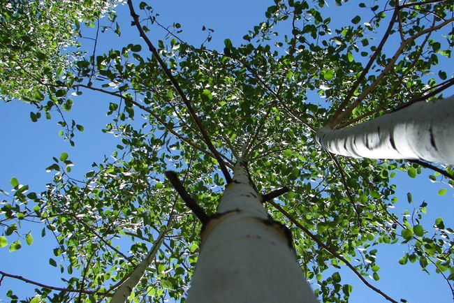 Quaking Aspen: Trees of the Mountain West | Live Science
