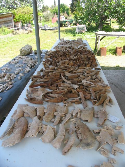 Images: A Ton of Cattle Bones | Live Science