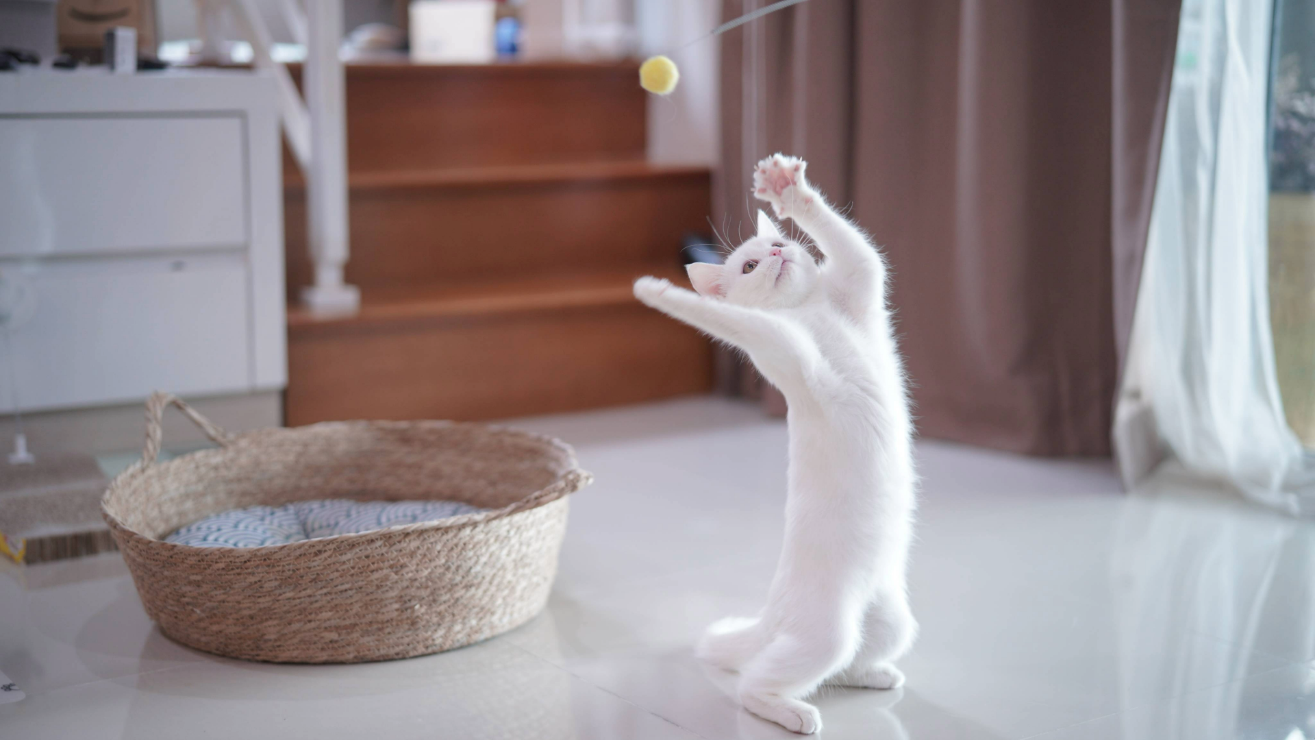 8 fun games to play with cats (affordable and easy) | PetsRadar