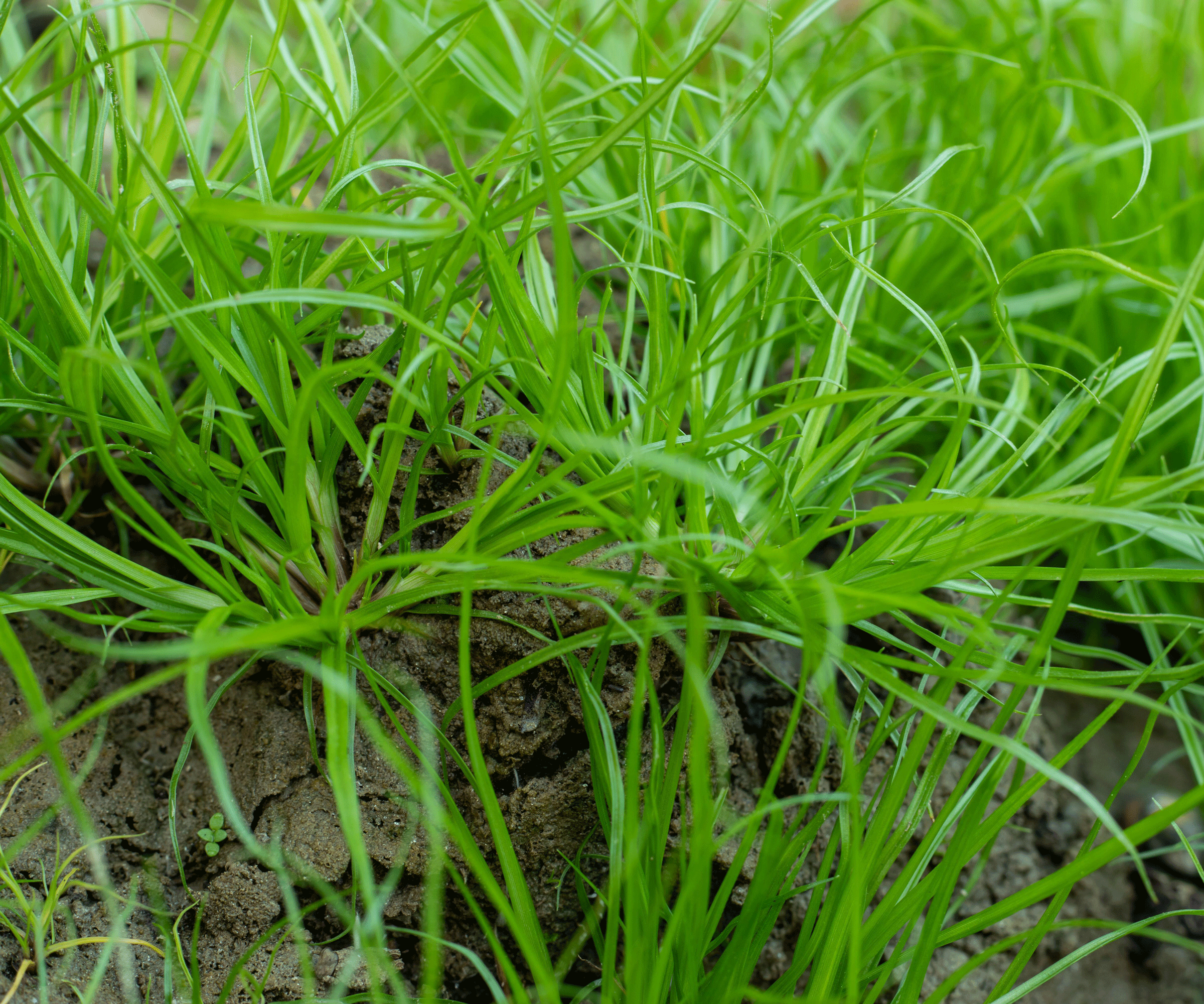 Best ground cover plants for wet soil: 5 expert options | Homes and Gardens