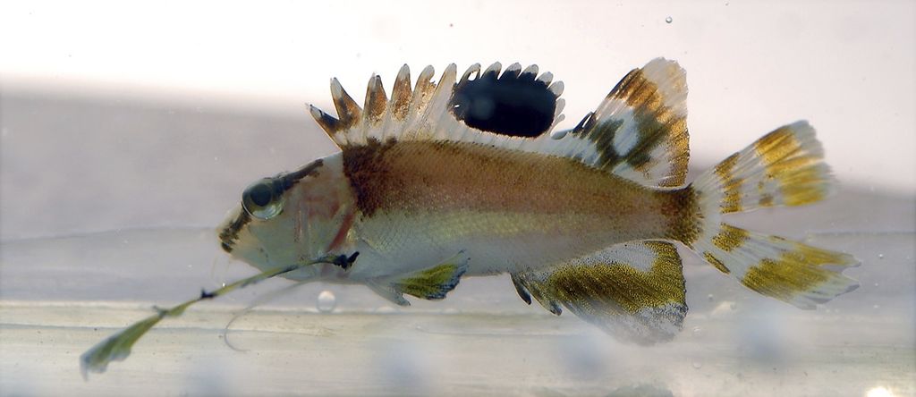 This Creepy Fish Packs 'Switchblades' in Its Face and Could Kill You ...