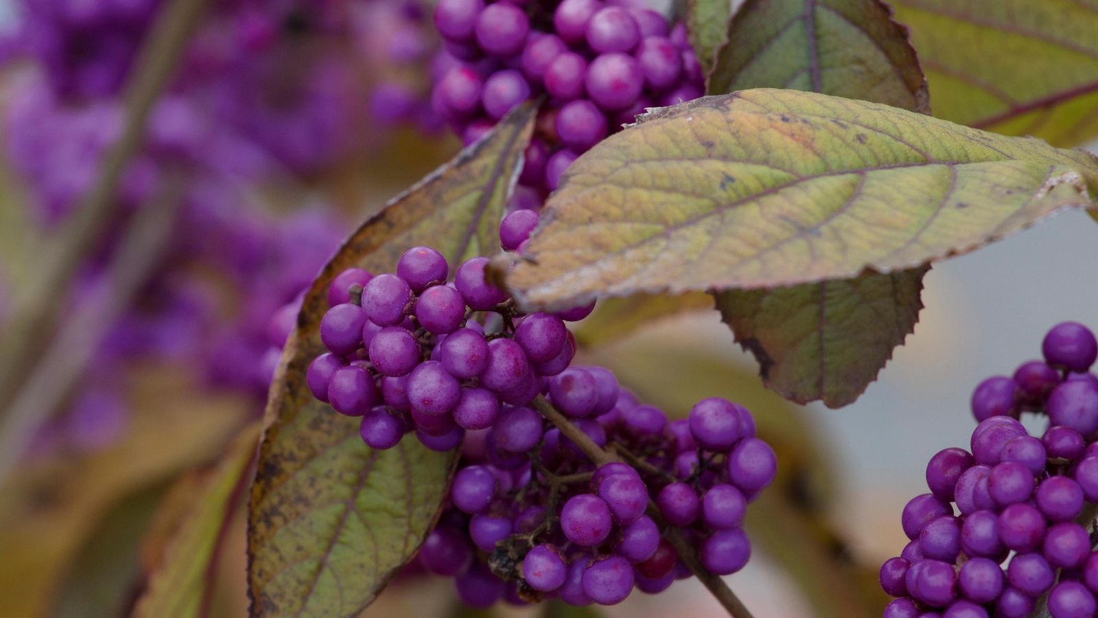 14 winter plants to add interest to your garden | Real Homes