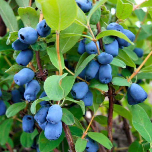 How to grow honeyberry plants for early fruit harvests | Homes and Gardens