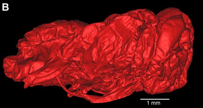 Bee Fossils Provide Rare Glimpse into Ice Age Environment | Live Science