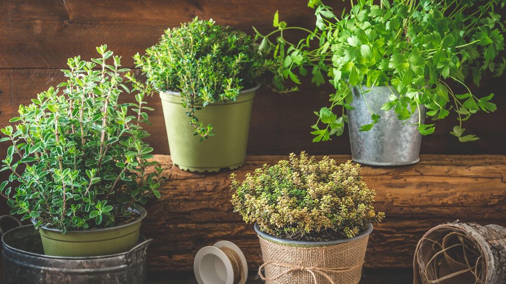 5 fragrant shrubs that will fill your garden with gorgeous scent ...
