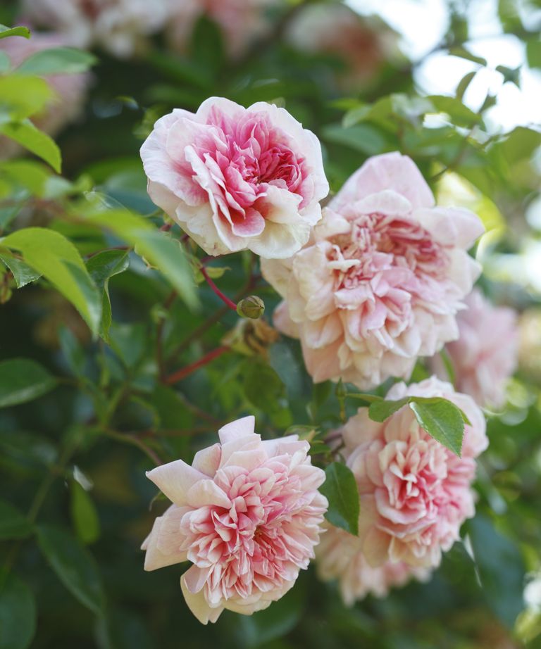 How to prune roses: for an abundance of flowers | Homes and Gardens