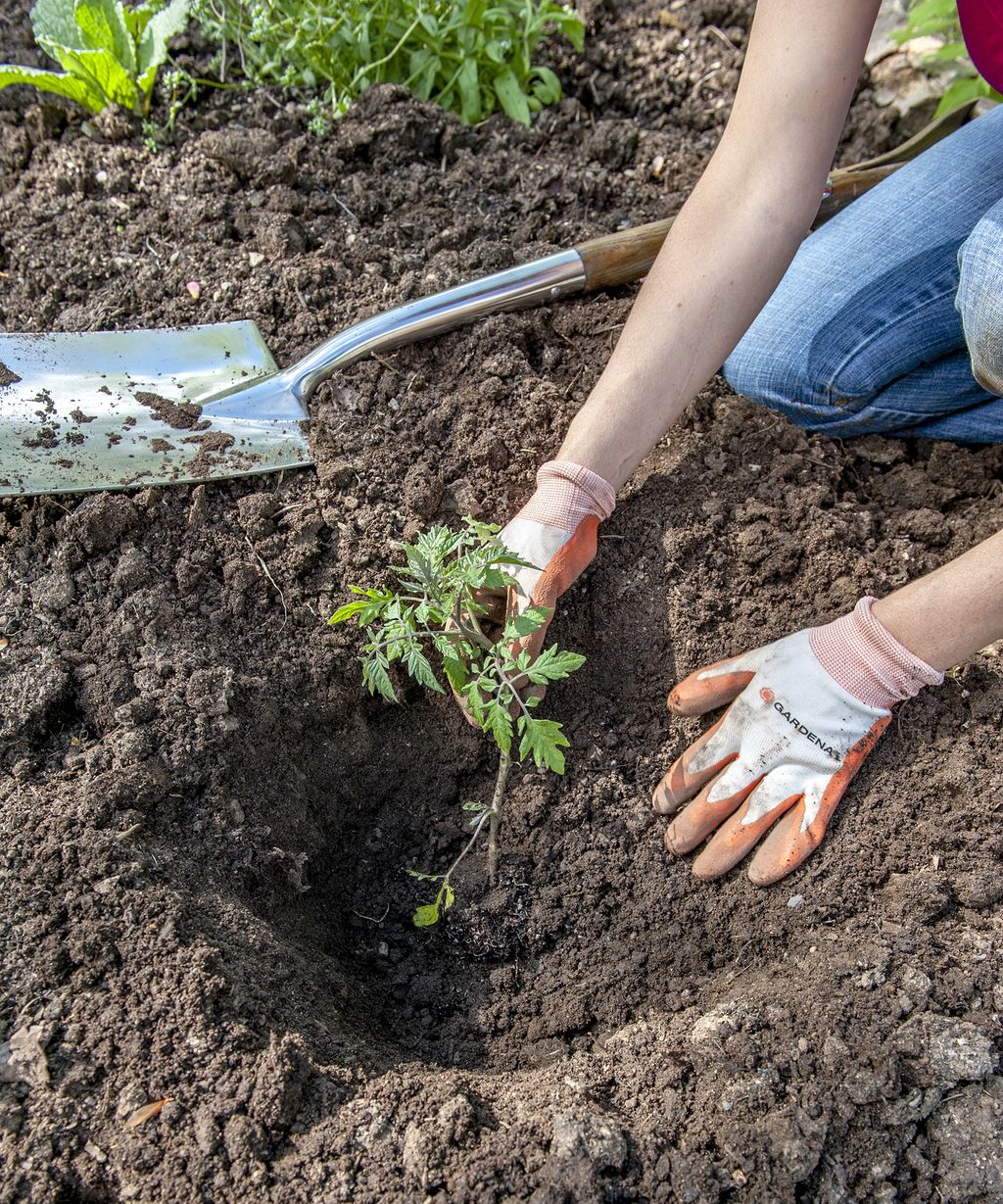 Best Soil For Tomatoes: Create A Perfect Mix & Boost Yields | Gardening ...