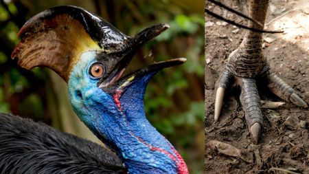 What's the fastest airborne animal? | Live Science