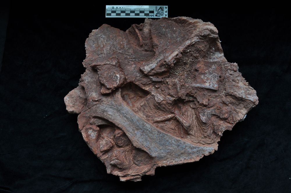 In Photos: Giant Amphibian Ruled Ancient Rivers | Live Science