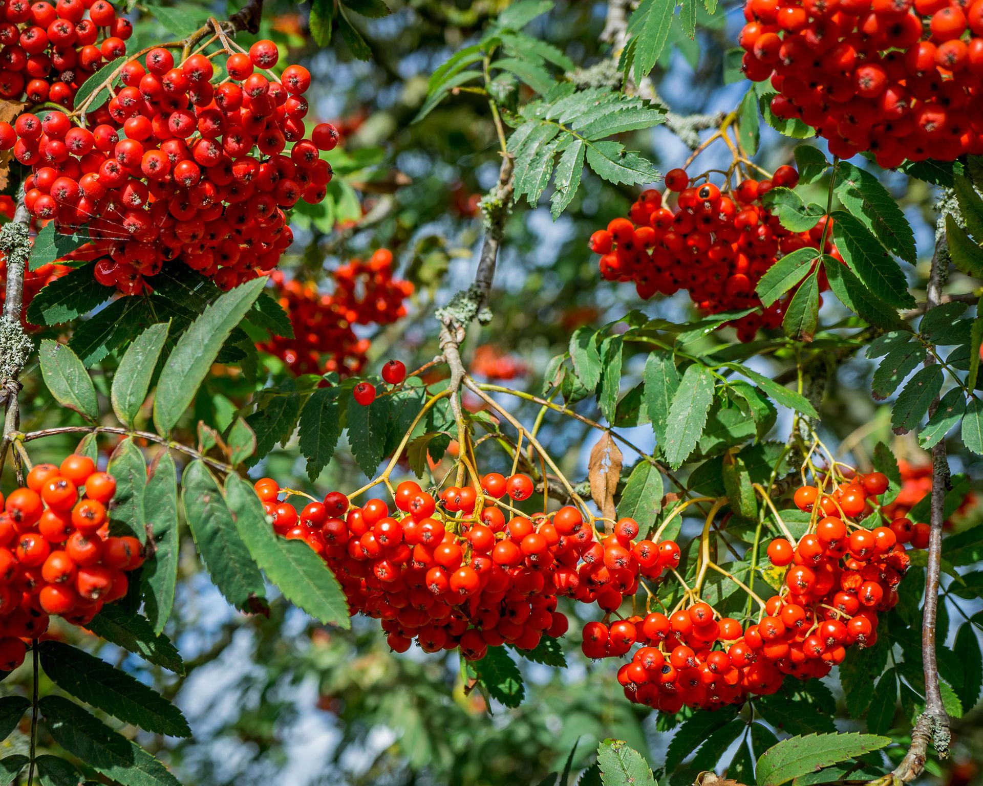 How to identify British trees – by leaf, fruit, shape, size, bark and ...