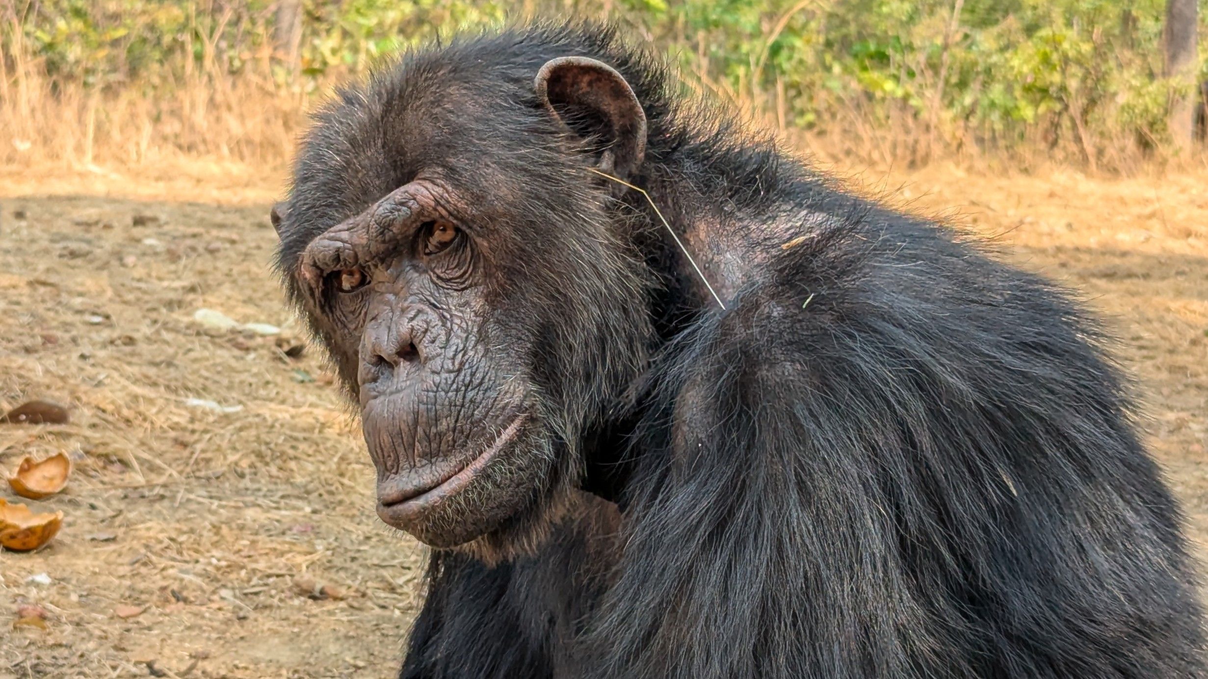 Chimps develop fashion trend by shoving grass in their ears — and in ...