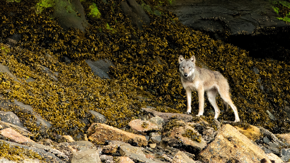 Searching for ‘sea wolves’ in Canada | The Week