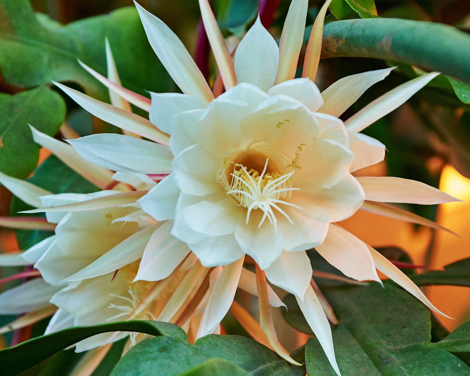 5 Night-Blooming Houseplants – Grow An Indoor Moon Garden | Gardening ...