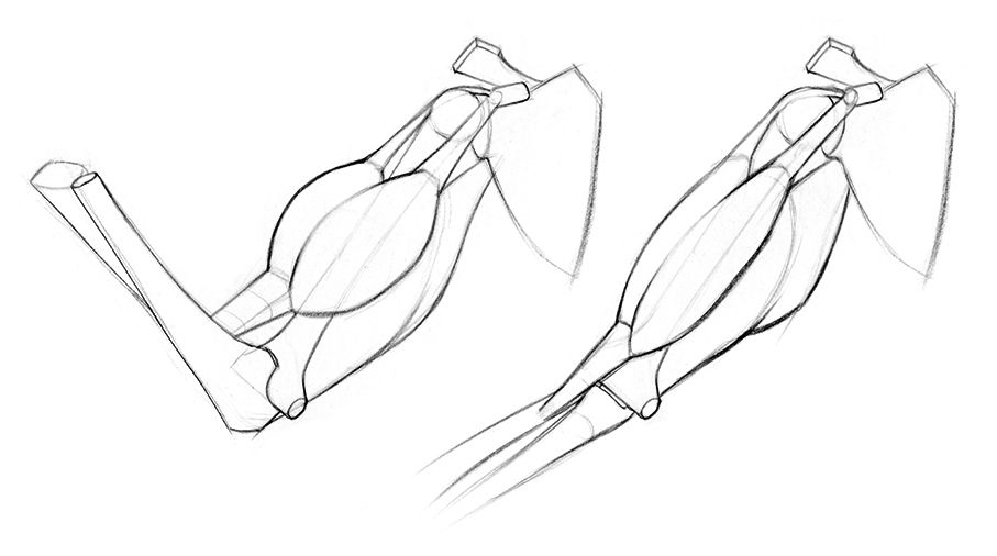 Draw accurate bones and muscle | Creative Bloq