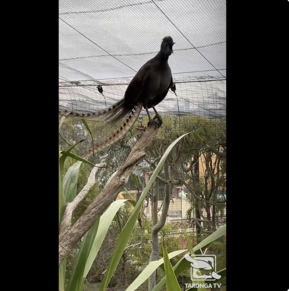 This Australian bird's cry sounds just like a human baby | Live Science