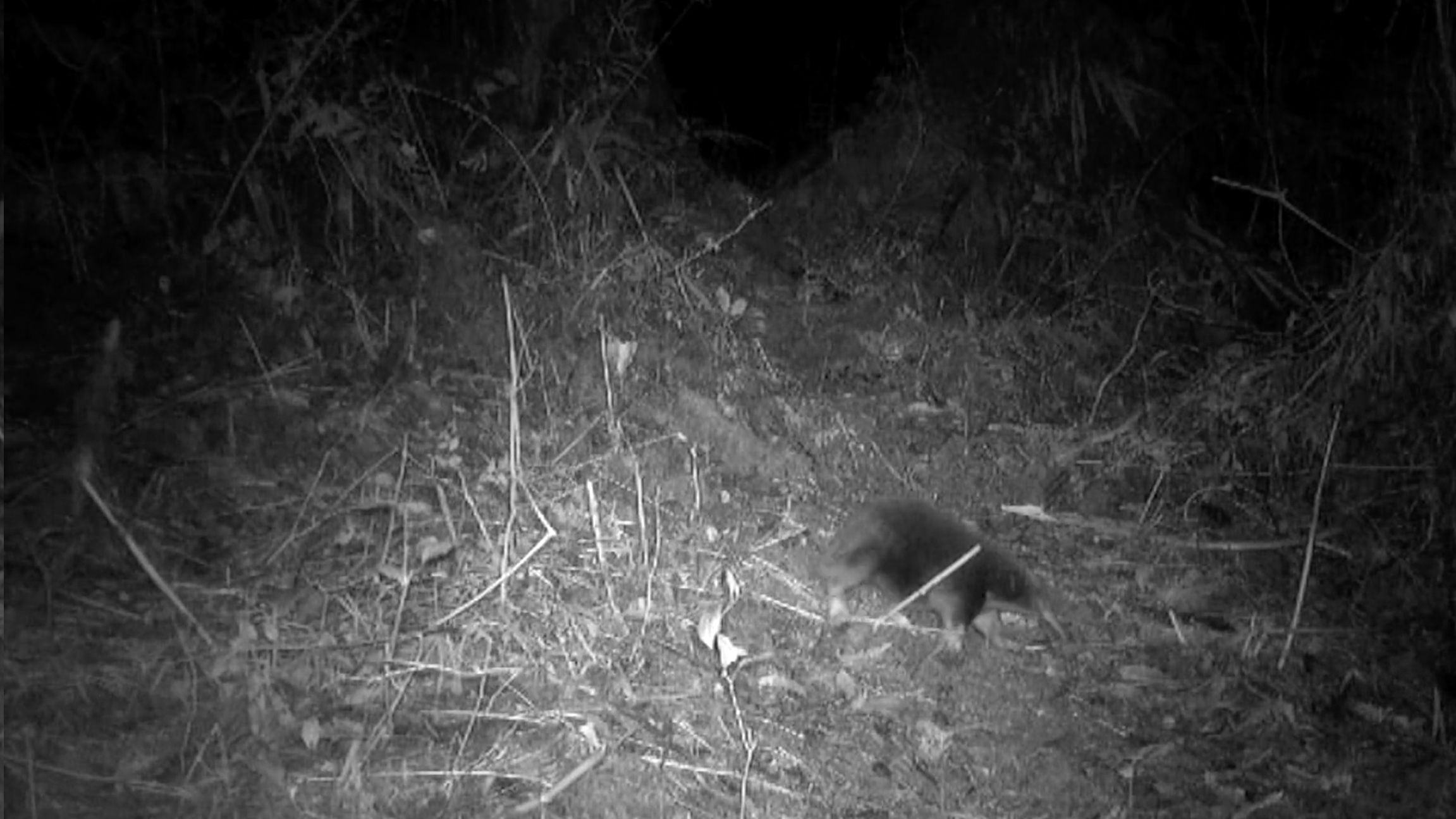 "Separated from the rest of the mammal tree-of-life about 200 million ...