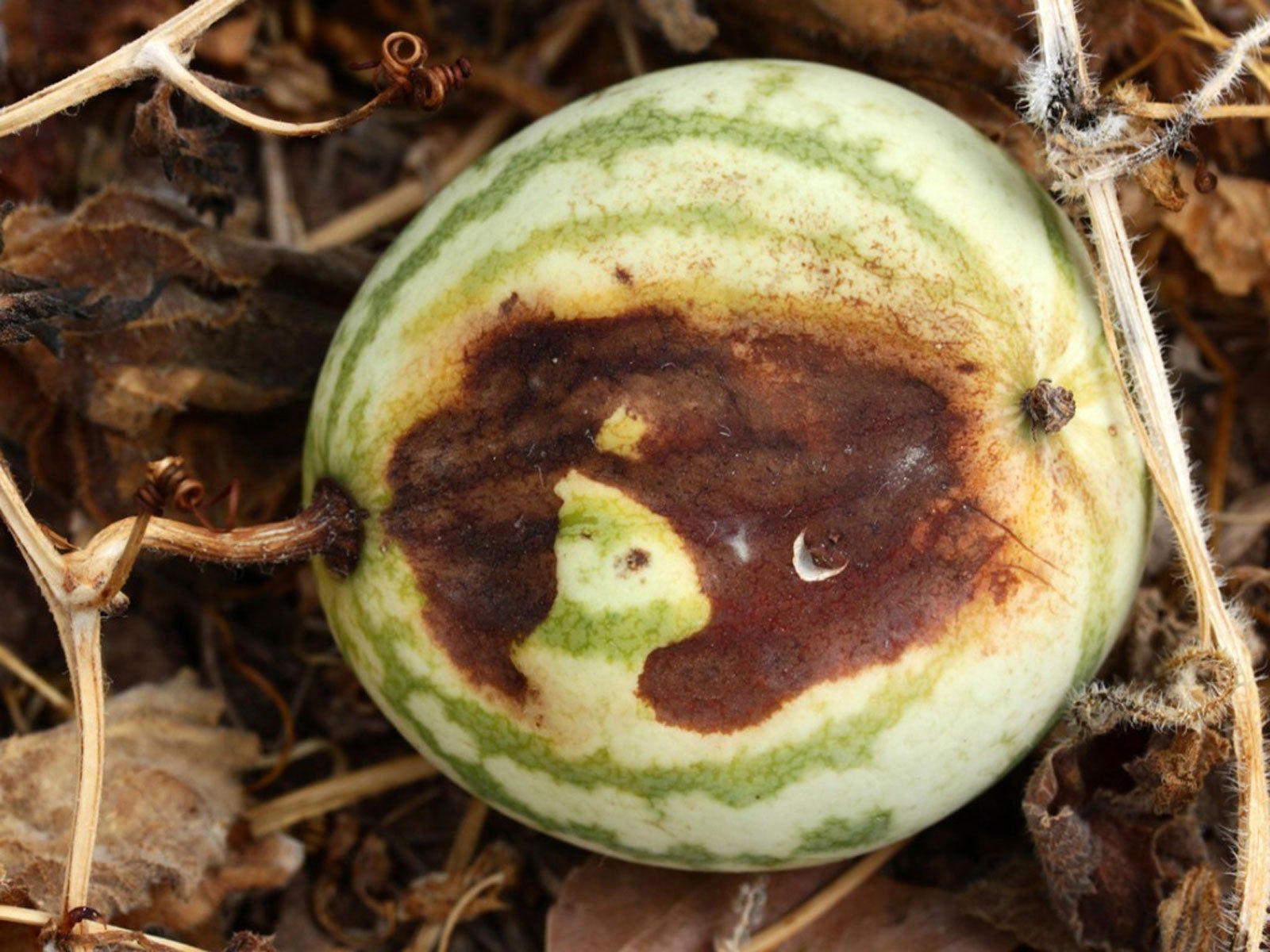 Common Watermelon Diseases - Tips For Treating Watermelon Problems ...