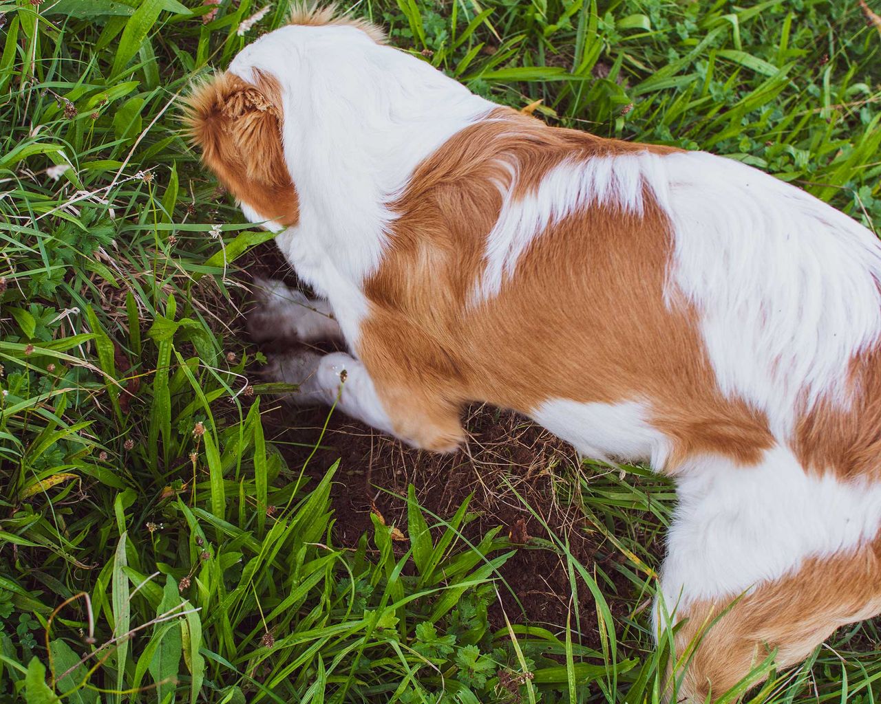 How to grow grass with dogs: tips for pet-proofing your lawn | Gardeningetc