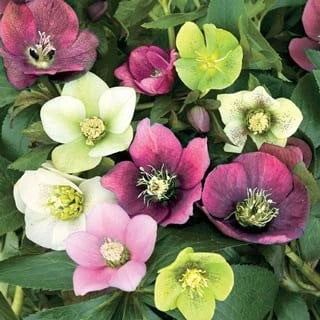 Best plants that complement hellebores: expert selections | Homes and ...