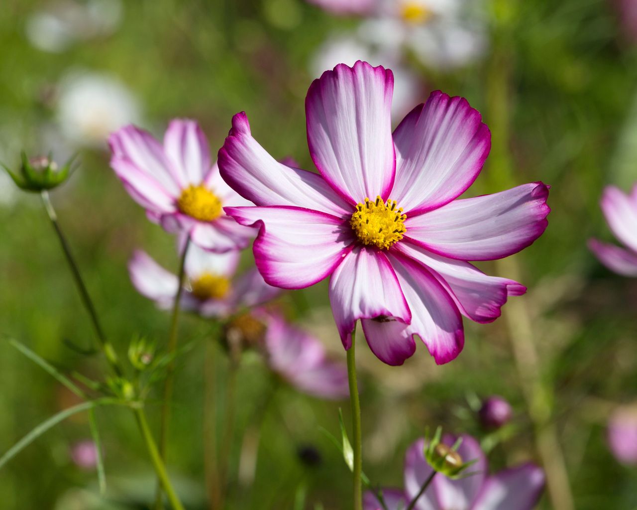 How to grow cosmos: expert tips on when and where to plant | Homes and ...