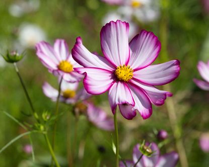 How to grow cosmos: expert tips on when and where to plant | Homes and ...