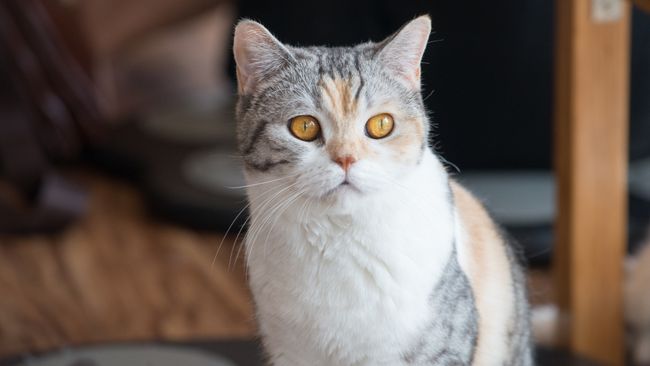 32 best cats for introverts | PetsRadar