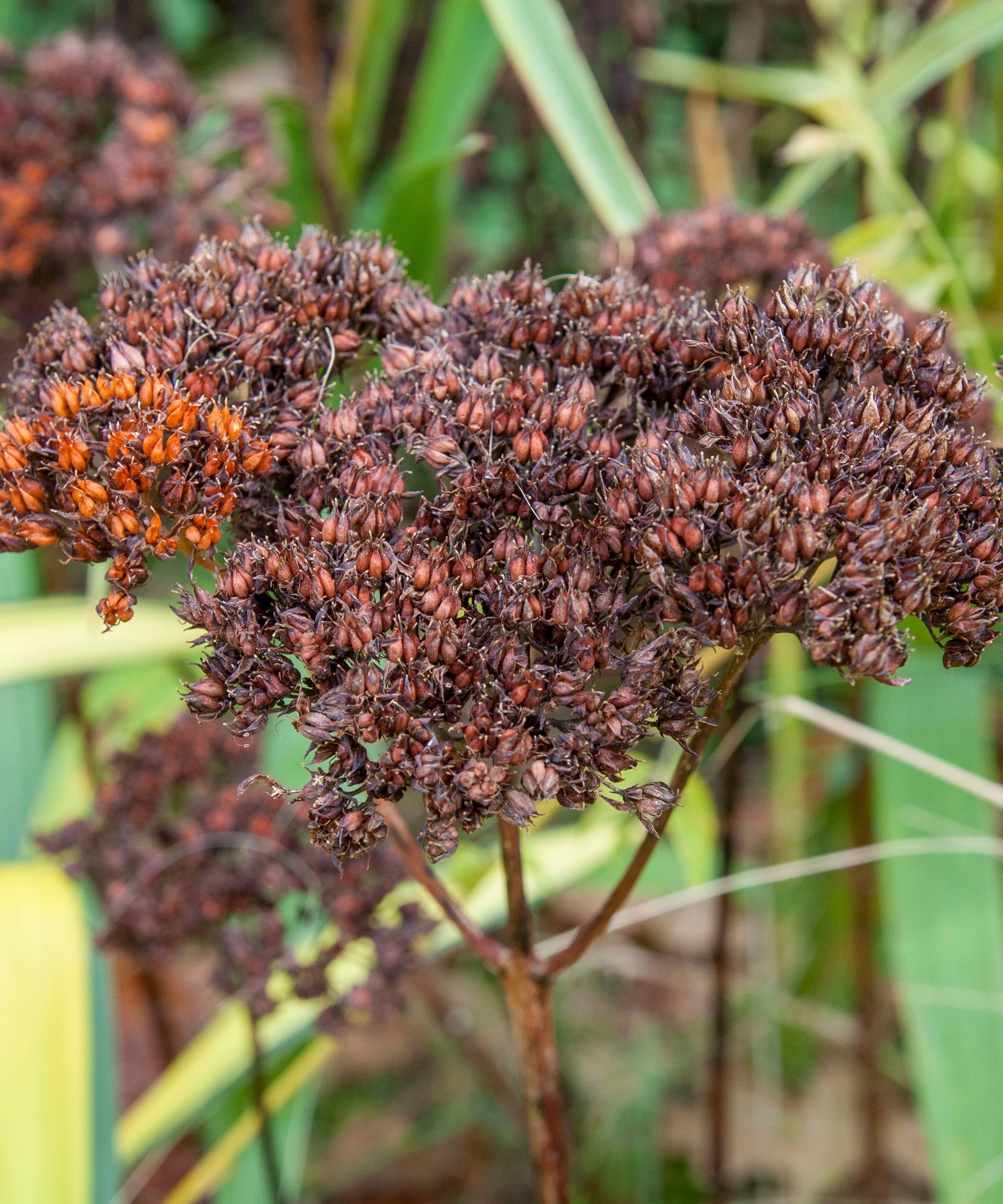 Collecting seeds: how to collect and store plant seeds | Homes and Gardens