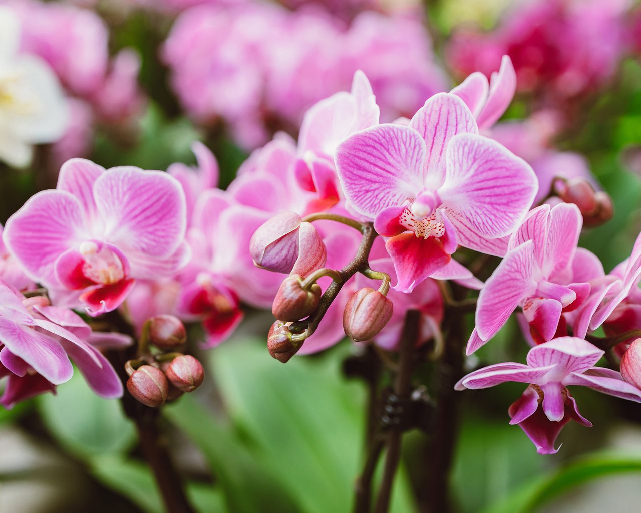 7 High-Maintenance Houseplants To Avoid Or Embrace | Gardening Know How