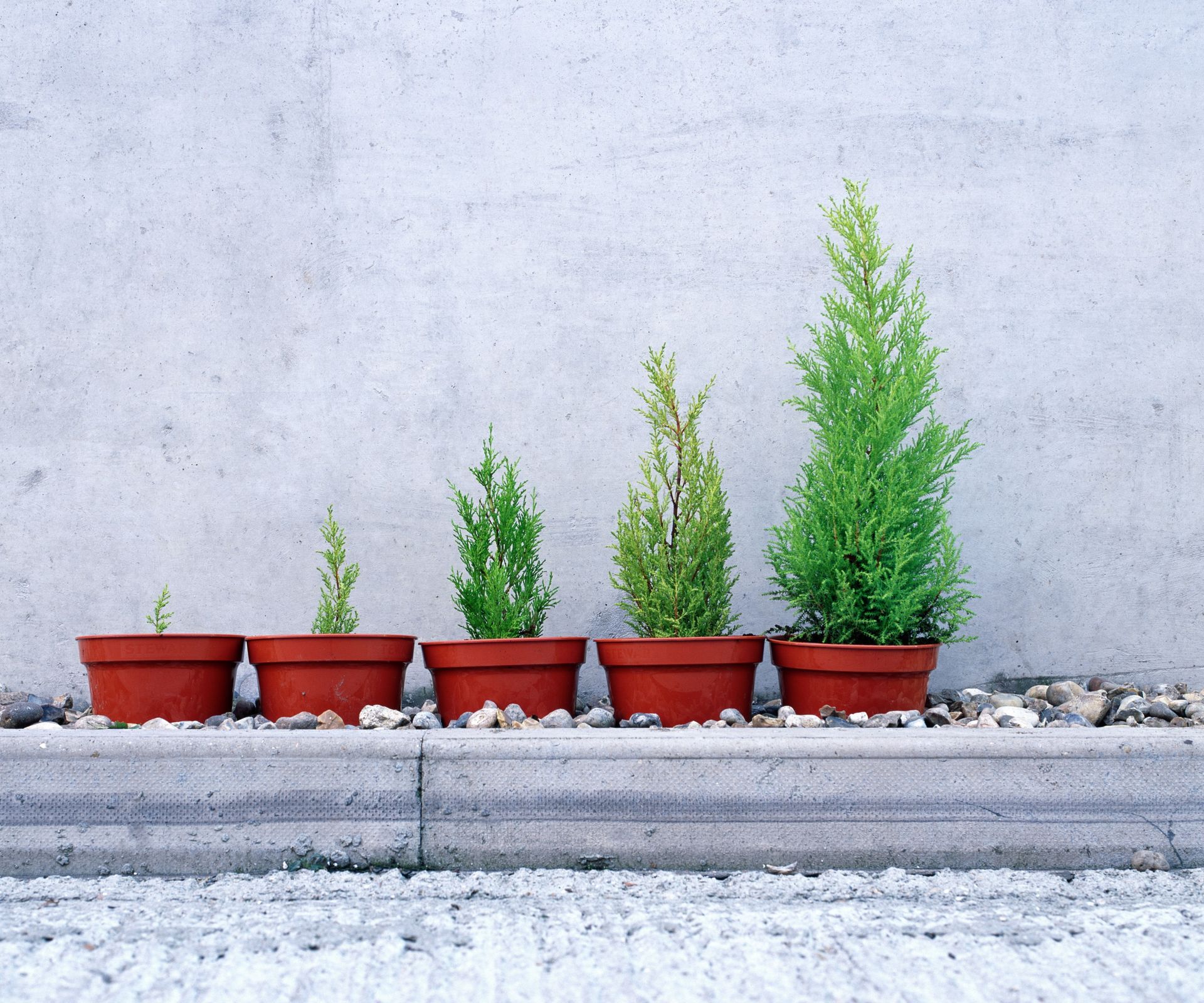 Best low maintenance trees for pots: 5 easy varieties | Homes and Gardens