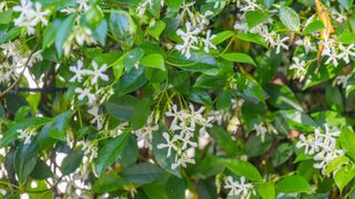 Best climbers to grow in pots: ideal plants for small spaces | Homes ...