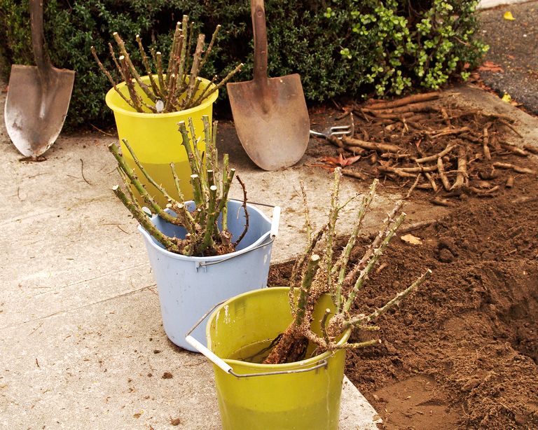 How To Plant Bare Root Roses: Easy Steps For Lasting Beauty | Gardening ...