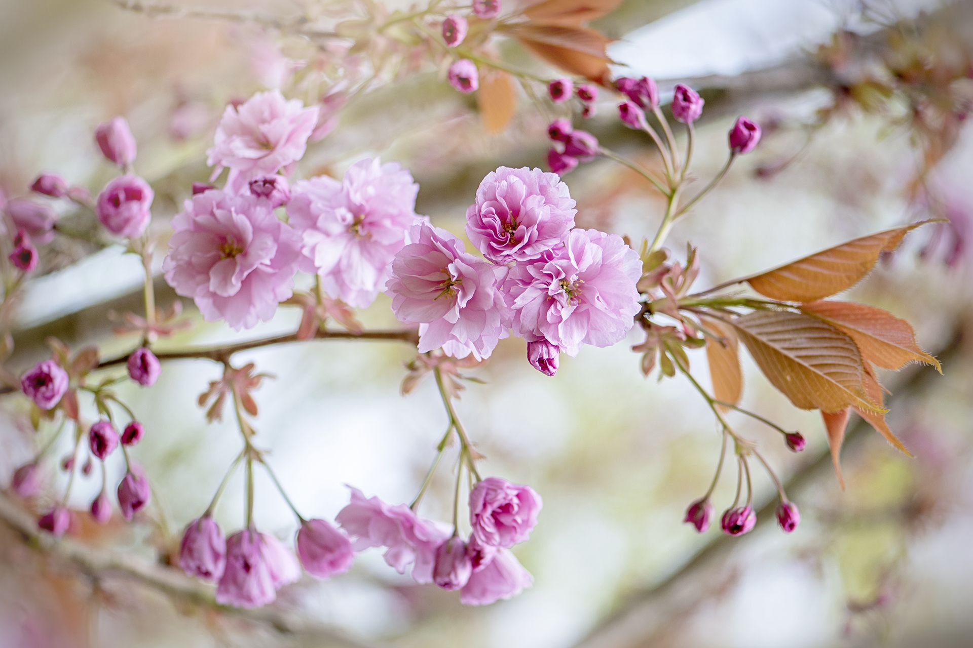 Best fast-growing flowering trees: 10 beautiful ideas | Homes and Gardens
