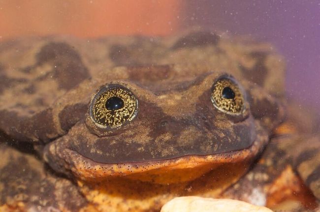 Romeo the Water Frog Has Finally Found His Juliet — and Their Love Just ...
