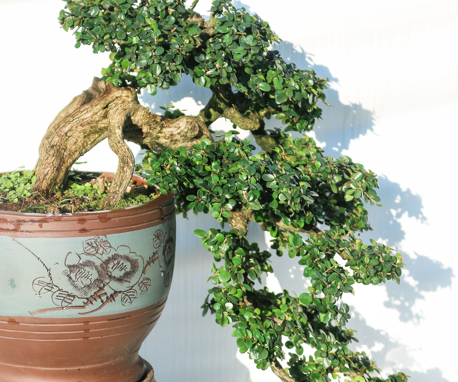 Easiest indoor bonsai trees: 5 fool-proof house plants | Homes and Gardens