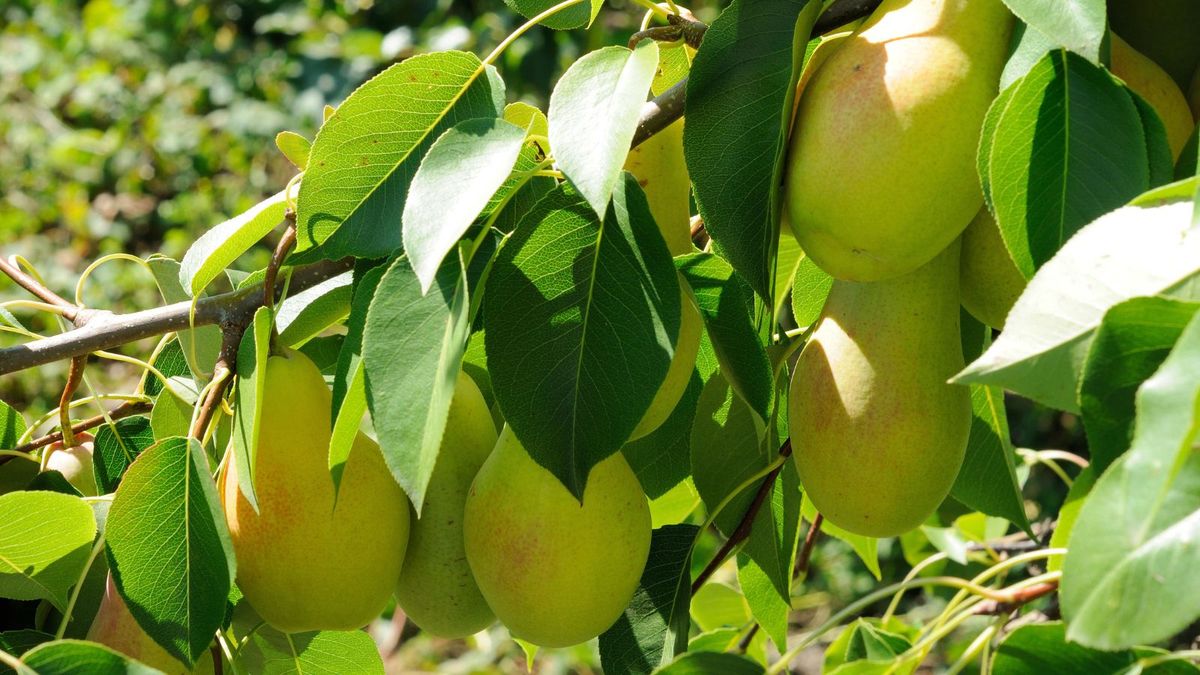 When to plant fruit trees | Homes and Gardens