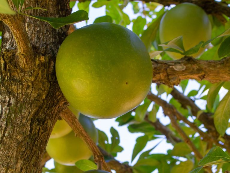 Calabash Tree Information: Calabash Tree Growing And Care | Gardening ...