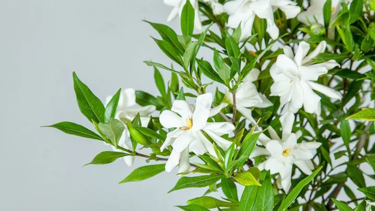 Cold-hardy Gardenia 'frostproof' stocked at Perfect Plants | Homes and ...