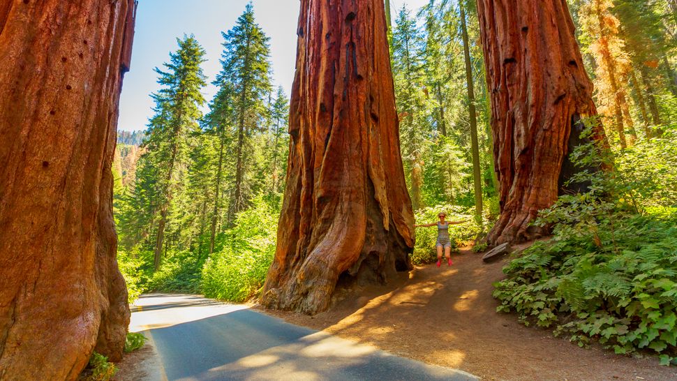 Where to see giant sequoias: our guide | Advnture