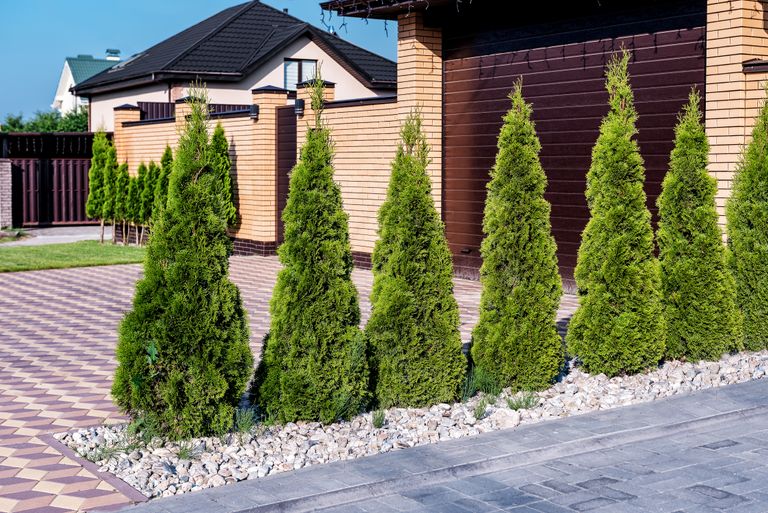 Best Trees For a Fence Line to Add Privacy to Boundaries | Livingetc
