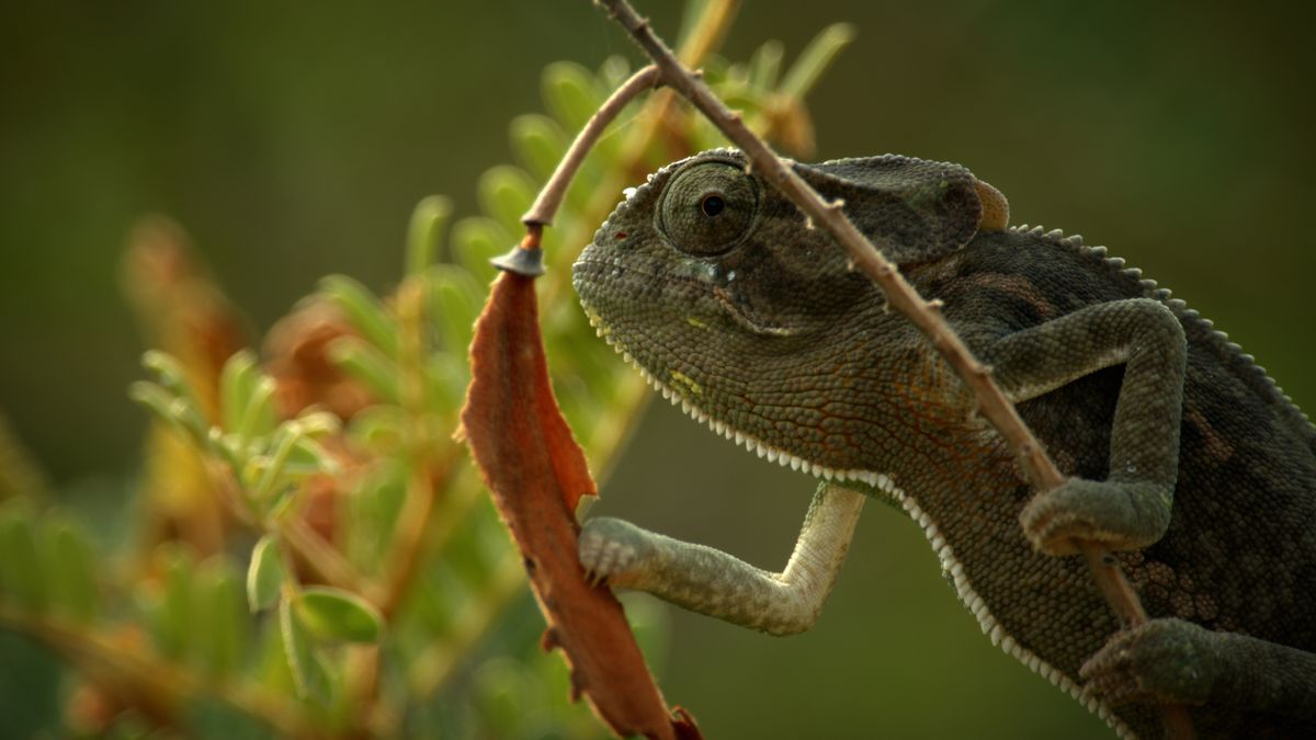 Nat Geo's new wildlife series Planet Weird premiere tonight | What to Watch