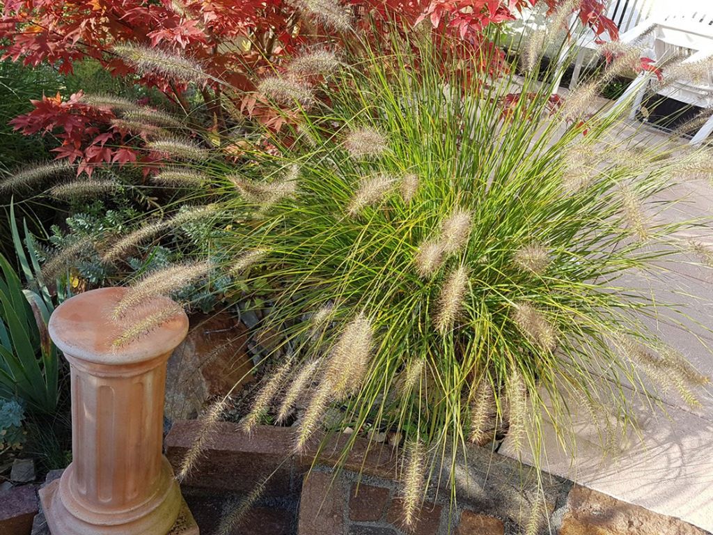 What Is Little Bunny Grass – Growing Little Bunny Dwarf Fountain Grass ...