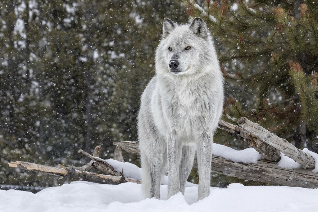 The Weird Tale of a Larger-Than-Life Wolf That Outran the Law, Almost ...