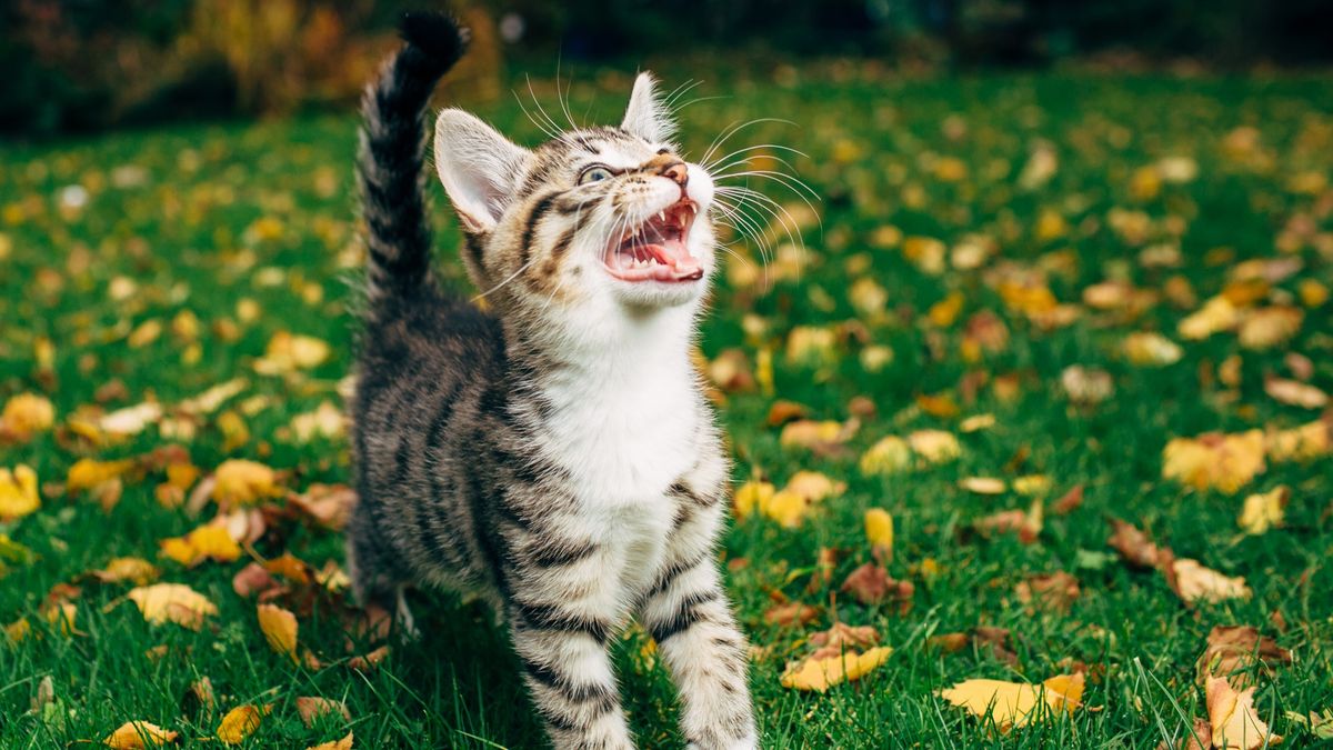 Why is my cat meowing so much? | PetsRadar
